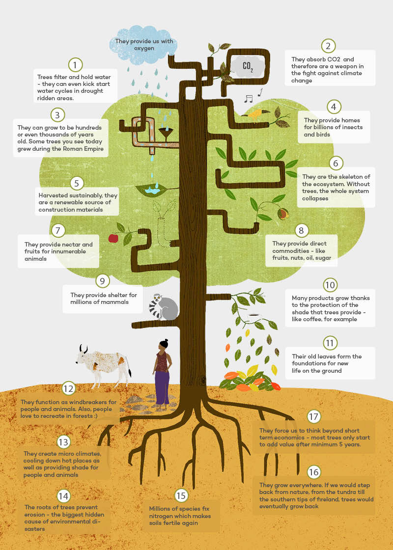 Advantages Of Planting Trees For Climate Change