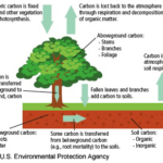 How Does Planting Trees Help Deforestation