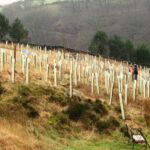 Before And After: Stunning Visuals Of Reforestation Projects.