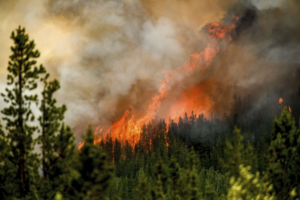 Stop Forest Burning, Save Trees And Animals