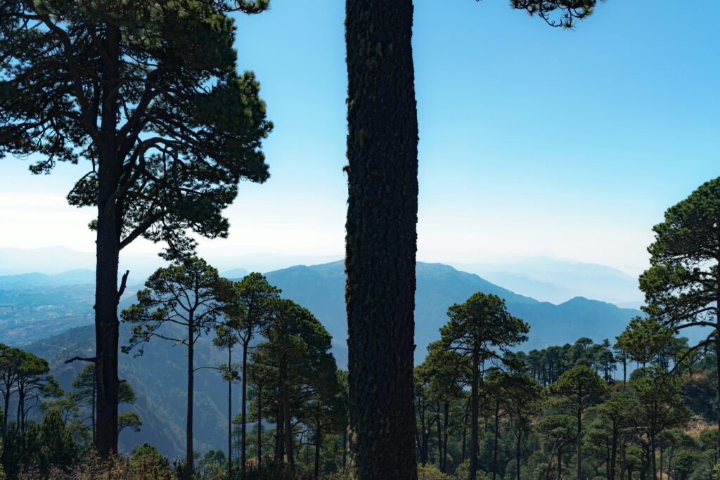 The Cultural Significance Of Forests: Reforestation And Heritage ...