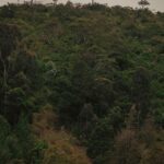Before And After: Stunning Visuals Of Reforestation Projects.