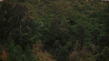 Before And After: Stunning Visuals Of Reforestation Projects.