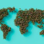 Before And After: Stunning Visuals Of Reforestation Projects.