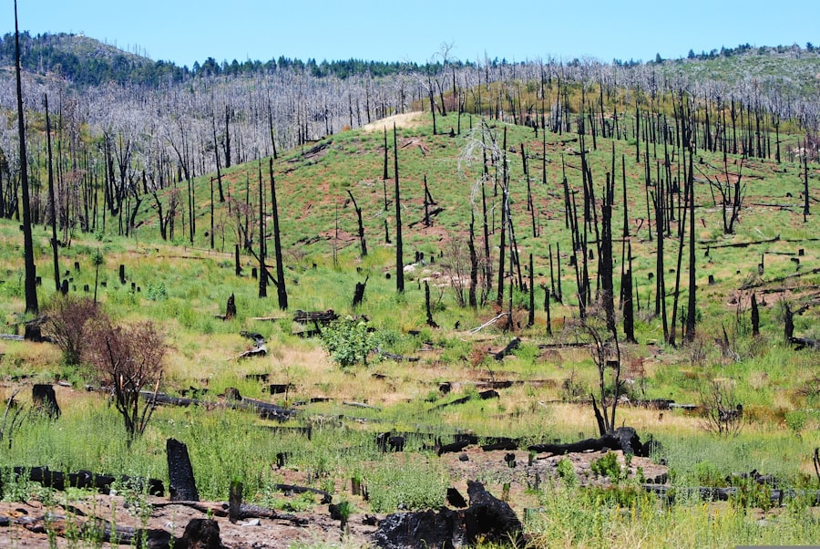 Landslides And Mudslides: The Deadly Cost Of Deforestation.